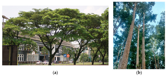 Forests | Free Full-Text | Clarifying the Main Root Distribution of ...