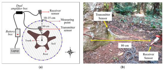 Forests | Free Full-Text | Clarifying the Main Root Distribution of ...