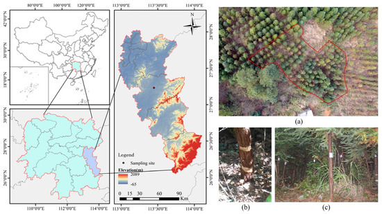 Using a Vegetation Index to Monitor the Death Process of Chinese Fir ...