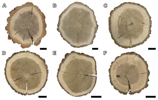 Macroscopic and Microscopic Anatomical Characteristics of Six Korean ...