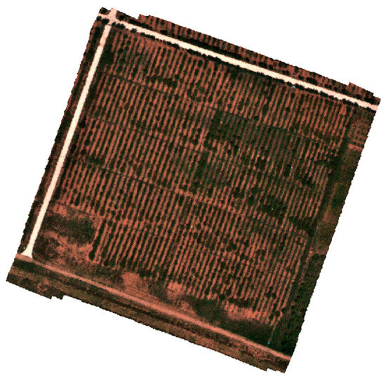 QPWS Feature Selection and CAE Fusion of Visible/Near-Infrared ...