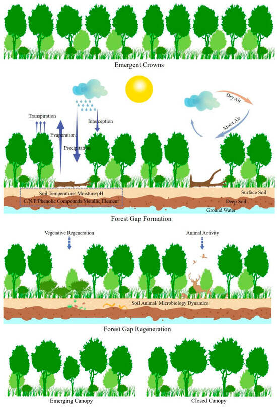 Forests | Free Full-Text | Research History of Forest Gap as Small ...
