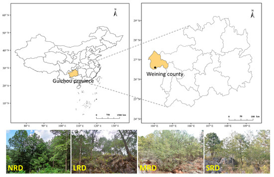Soil Microbial Communities in Pseudotsuga sinensis Forests with ...