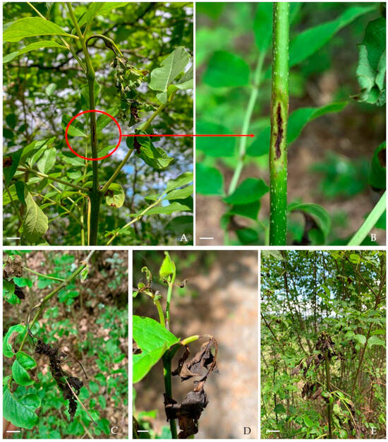 Botryosphaeriaceae Species Associated with Stem Canker, Shoot Blight ...