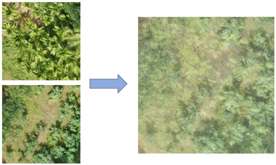 Classification of Tree Species in Transmission Line Corridors Based on ...