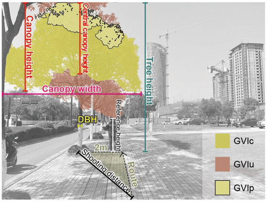 How Much Visual Greenery Can Street Trees Generate from a Humanistic ...
