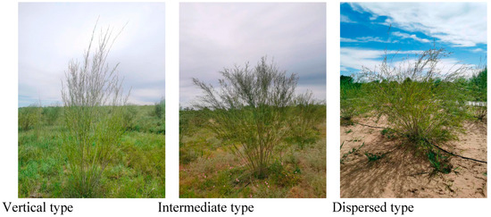 Forests | Free Full-Text | Screening and Expression Characteristics of ...