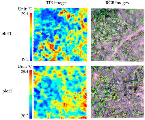 Individual Tree-Level Monitoring of Pest Infestation Combining Airborne ...