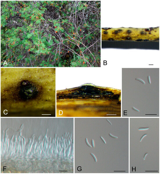 Identification of Cytospora Species Isolated from Branch Canker ...