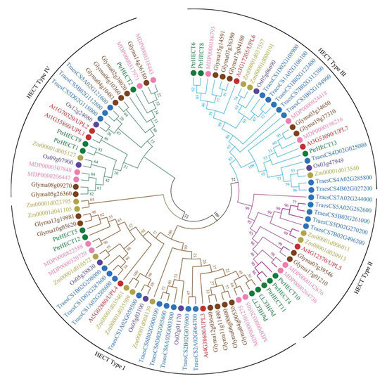 Genome-Wide Analysis of Homologous E6-AP Carboxyl-Terminal E3 Ubiquitin ...