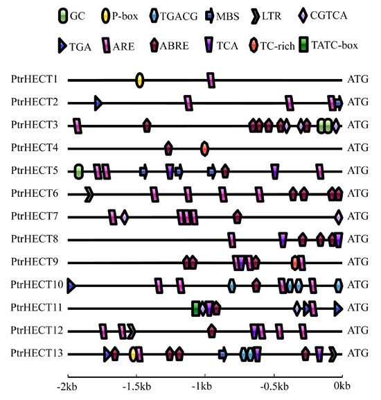 Genome-Wide Analysis of Homologous E6-AP Carboxyl-Terminal E3 Ubiquitin ...