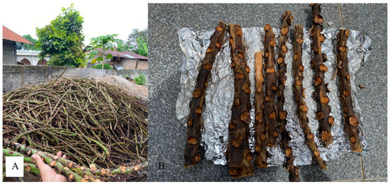 Characterization of Indonesian Sugar Palm Bunch (Arenga longipes Mogea ...