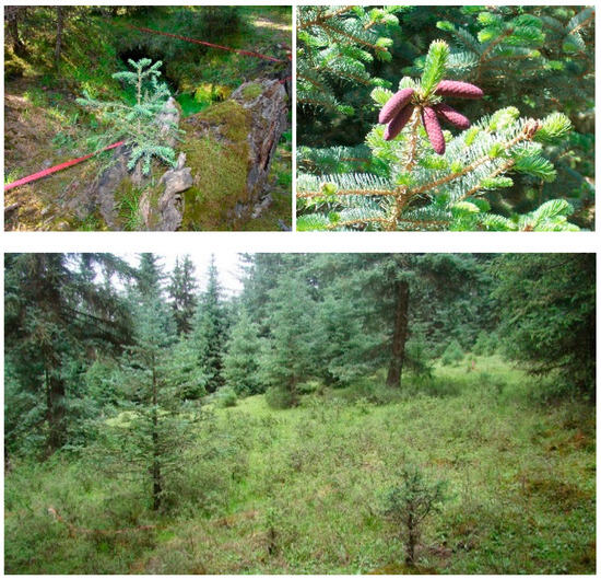 Relationships between Regeneration of Qinghai Spruce Seedlings and Soil ...