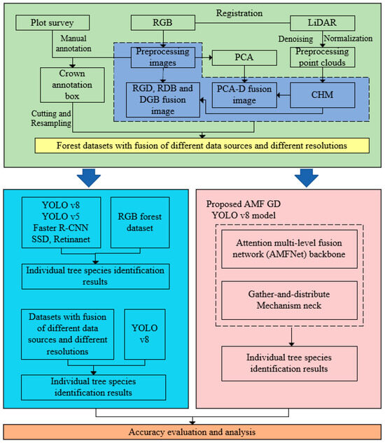 Individual Tree Species Identification for Complex Coniferous and Broad ...