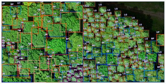 Individual Tree Species Identification for Complex Coniferous and Broad ...