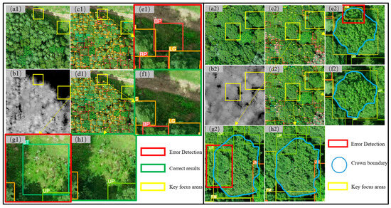 Individual Tree Species Identification for Complex Coniferous and Broad ...