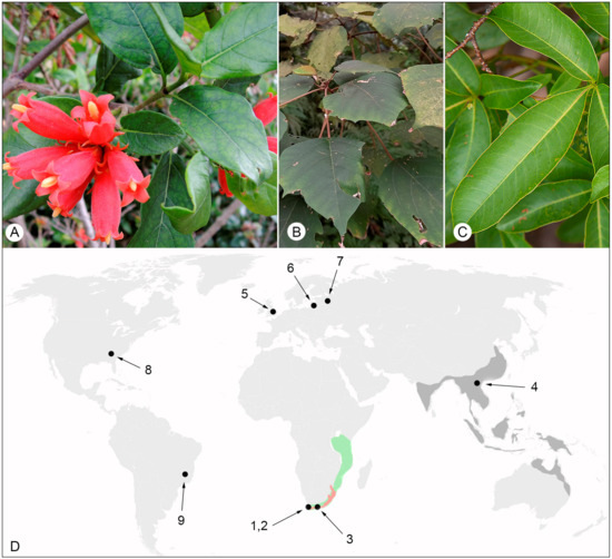 Molecular Phylogenetics and Light Microscopy Reveal “True” and “False ...