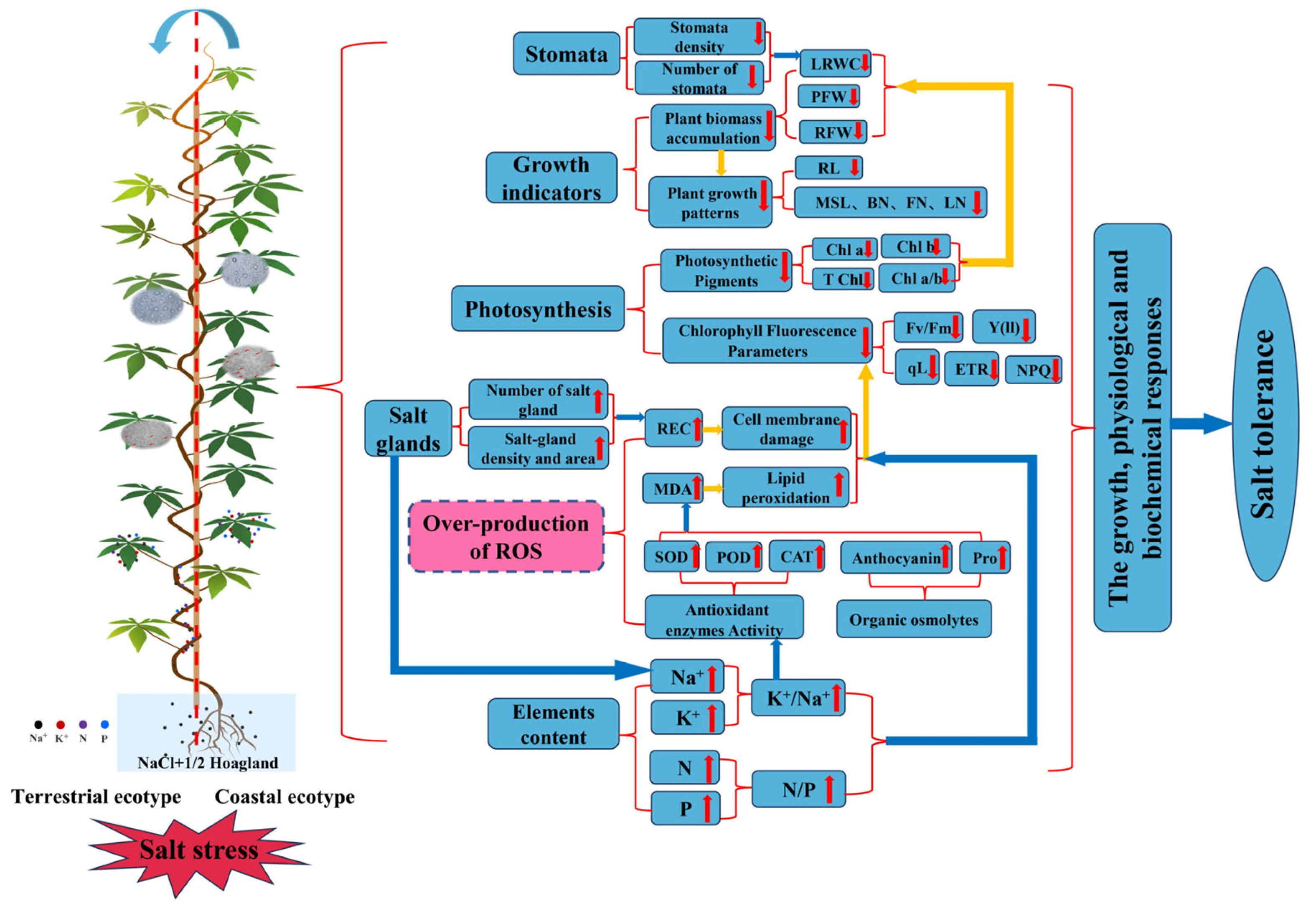 Ipomoea cairica (L.) from Mangrove Wetlands Acquired Salt Tolerance ...