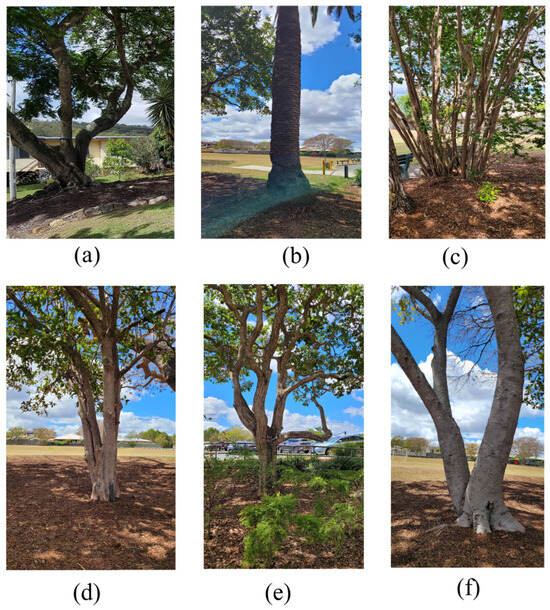 Modeling the Geometry of Tree Trunks Using LiDAR Data