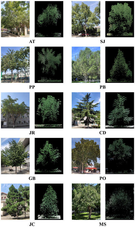 Fine Classification of Urban Tree Species Based on UAV-Based RGB ...