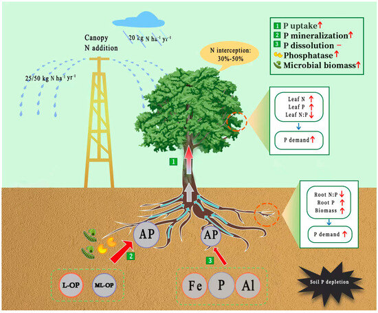 Eleven-Year Canopy Nitrogen Addition Enhances the Uptake of Phosphorus ...
