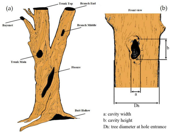 Patterns in Tree Cavities (Hollows) in Euphrates Poplar (Populus ...