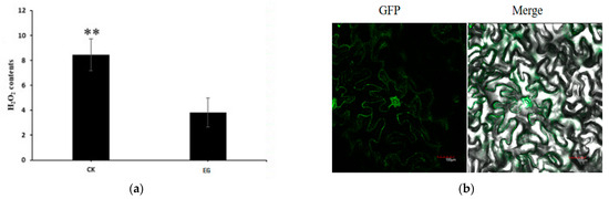 Screening and Expression Analysis of POD Gene in POD-H2O2 Pathway on ...