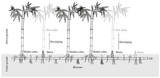 The Process of Patchy Expansion for Bamboo (Phyllostachys edulis) at the Bamboo–Broadleaf Forest ...