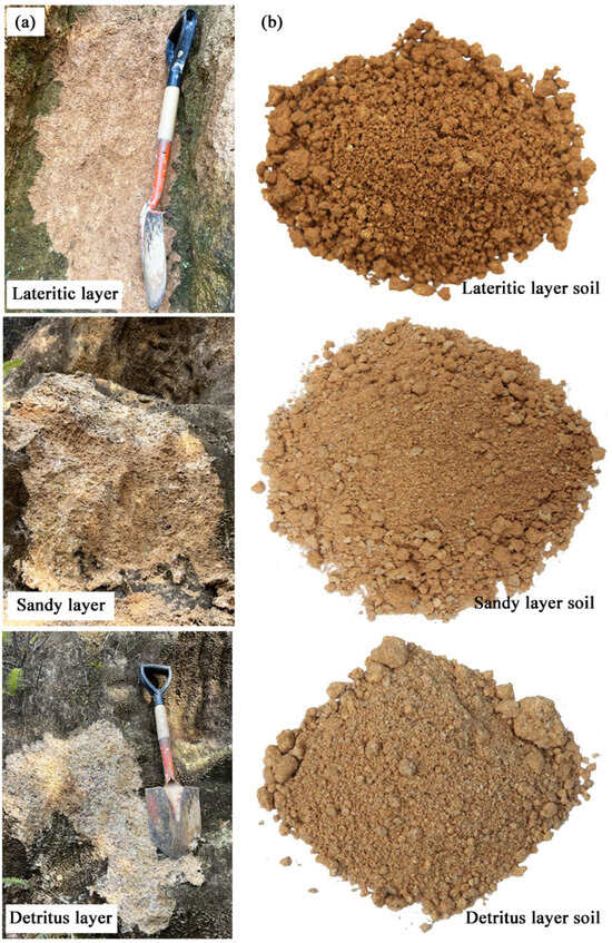 Effect of Soil Moisture Content on the Shear Strength of Dicranopteris ...
