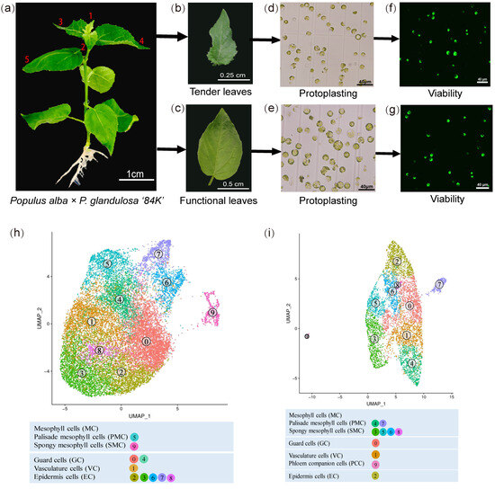 Single-Cell Transcriptome Atlas of Leaves at Different Developmental ...