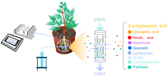 Advances in Plant–Soil Feedback Driven by Root Exudates in Forest ...