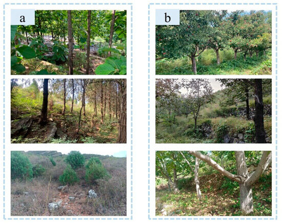 Research Progress on Forest Eco-Product Value Realization and Eco ...