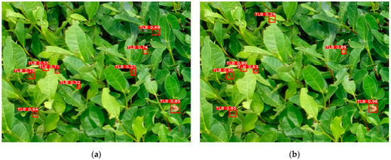 A Small Target Tea Leaf Disease Detection Model Combined with Transfer Learning