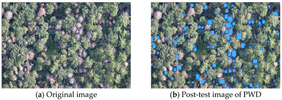 Forests | Free Full-Text | Detection of Pine-Wilt-Disease-Affected ...