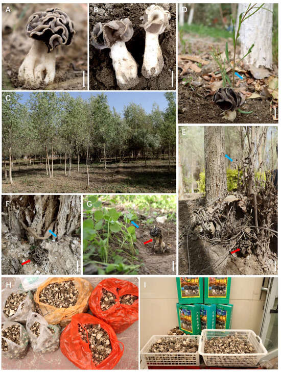 Mycorrhizal Associations between Helvella bachu and Its Host Plants