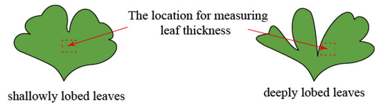 Consecutive Pruning Enhances Leaf Flavonoids, Leaf Yield, and Cutting ...
