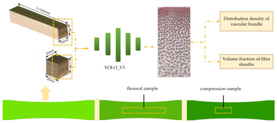 Bamboo Structure and Its Impact on Mechanical Properties: A Case Study ...