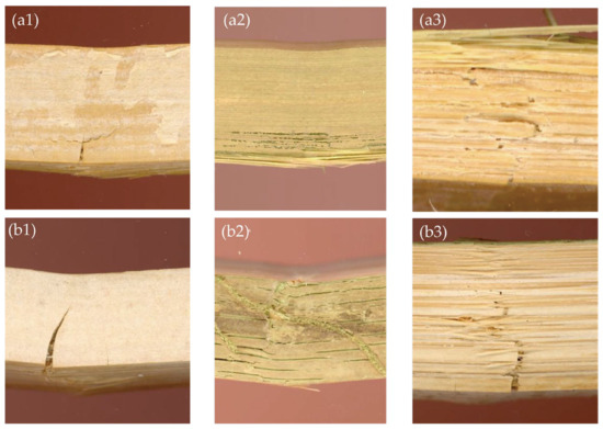 Bamboo Structure and Its Impact on Mechanical Properties: A Case Study ...