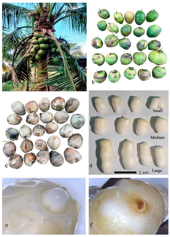 The Influence of Maturity, Storage, and Embryo Size on Coconut Callus Induction Success