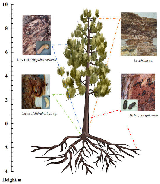 Ecological Niche Studies on Hylurgus ligniperda and Its Co-Host Stem ...