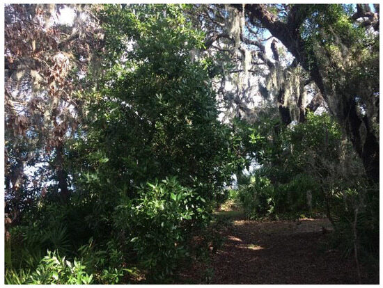 Redbay (Persea borbonia L. Spreng) Seedling and Sapling Growth and ...