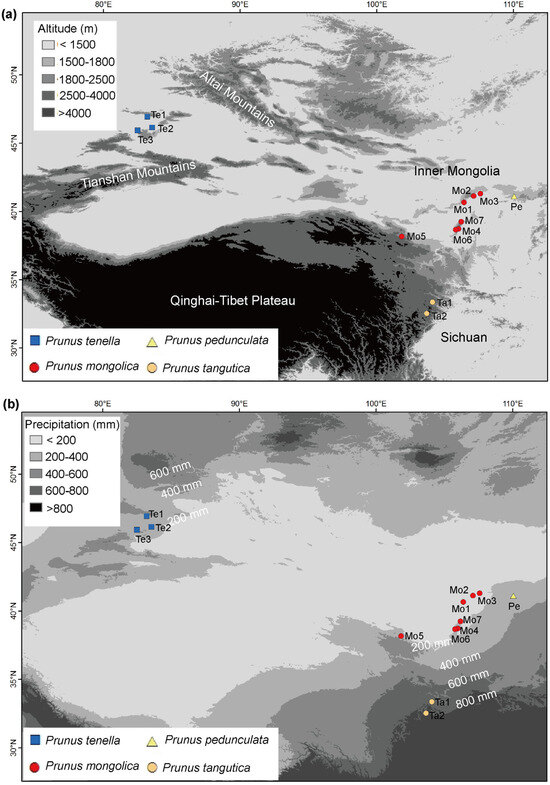 Genetic Divergence and Evolutionary Adaption of Four Wild Almond ...