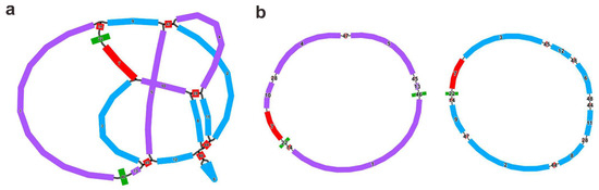 Mitogenome Assembly Reveals Gene Migration and RNA Editing Events in ...