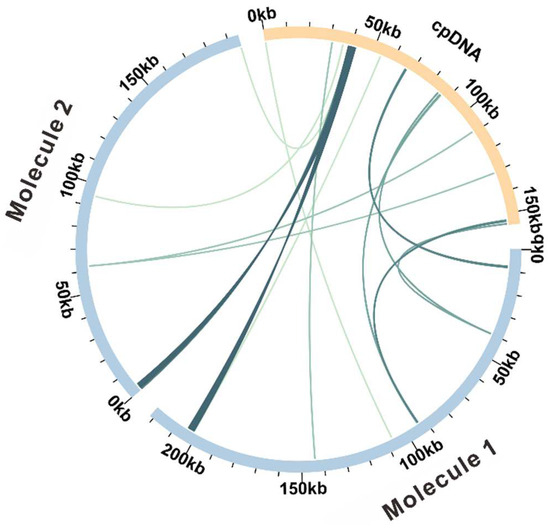 Mitogenome Assembly Reveals Gene Migration and RNA Editing Events in ...