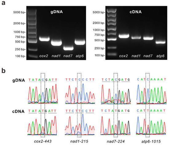 Mitogenome Assembly Reveals Gene Migration and RNA Editing Events in ...