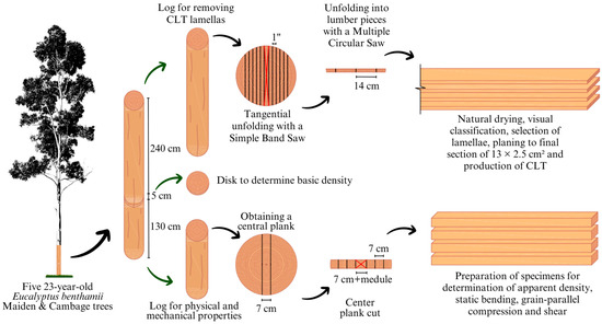 Validation of the Physical and Mechanical Properties of Eucalyptus benthamii Maiden & Cambage ...