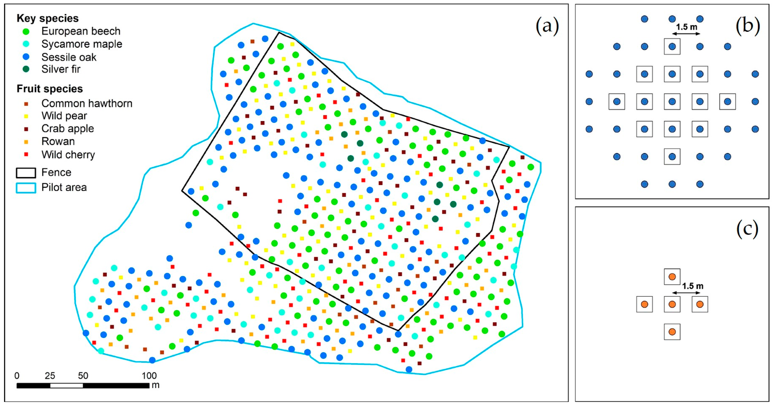 A Five-Step Framework for Creating Forests for the Future