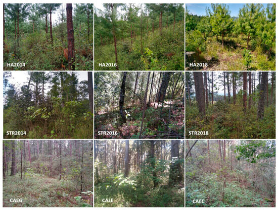 Floristic Diversity and Green-Tree Retention in Intensively Managed ...