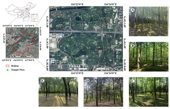 Real-Time Estimation of Tree Position, Tree Height, and Tree Diameter ...