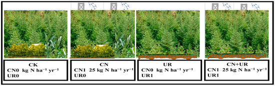 Effects of Canopy Nitrogen Addition and Understory Vegetation Removal ...
